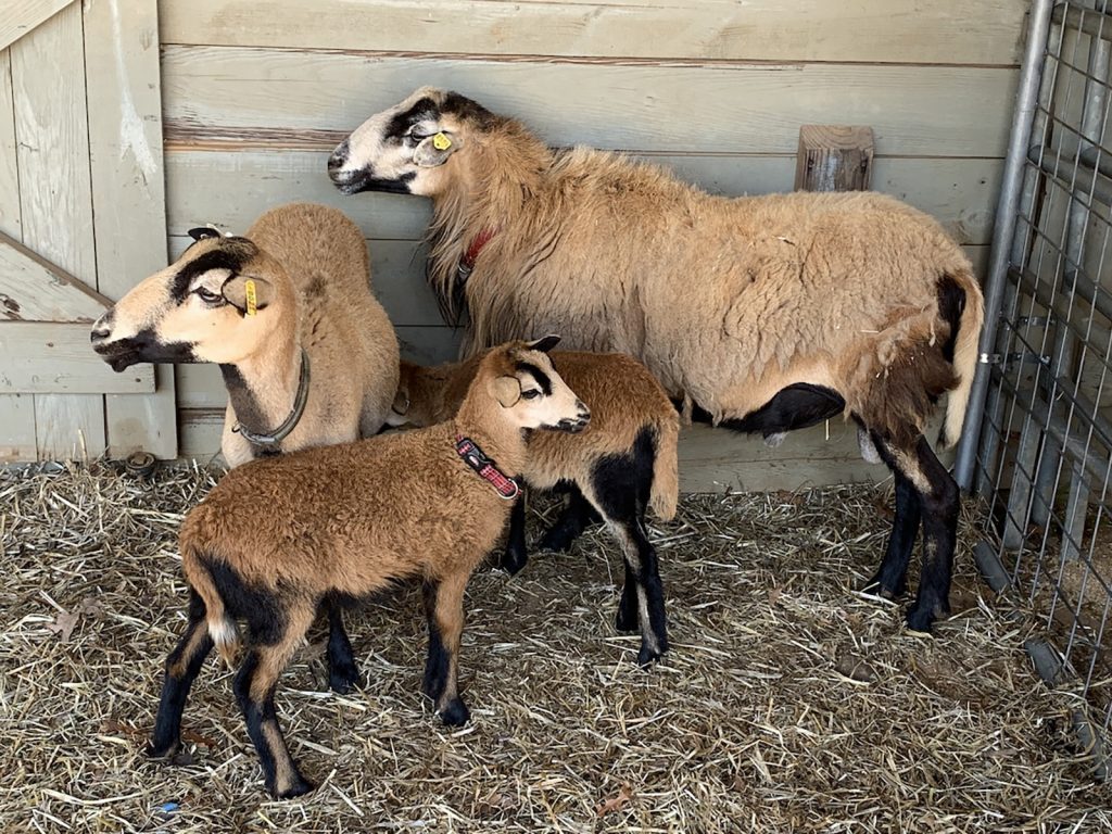 Raising Heritage Breeds - Countryside